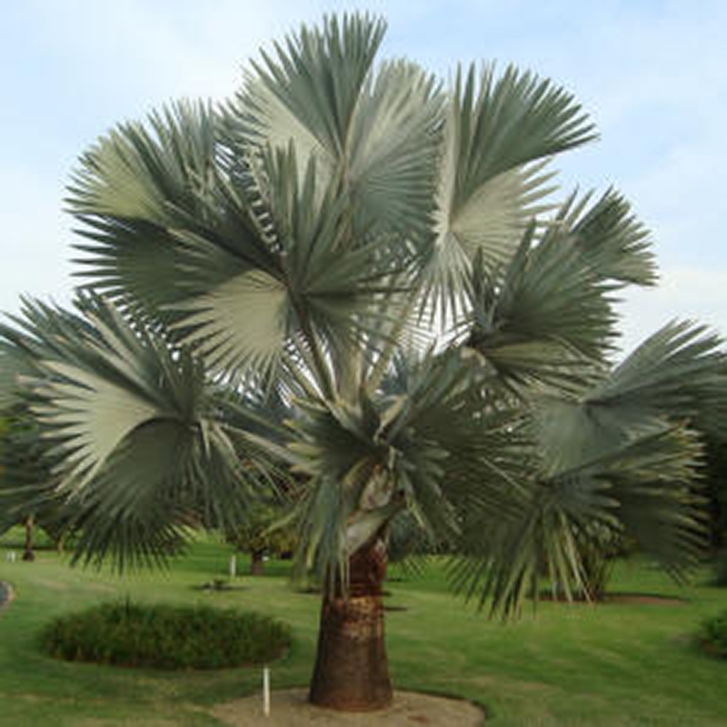 Palmeira Azul - Palmeira Bismark - Compre na Central das Plantas