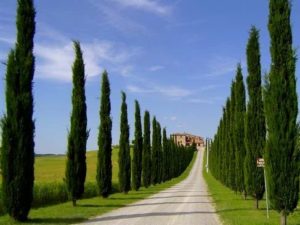 Muda de Tuia Compacta em MG - Central das Plantas