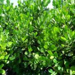 Clusia mudas de qualidade - Compre na Central das Plantas