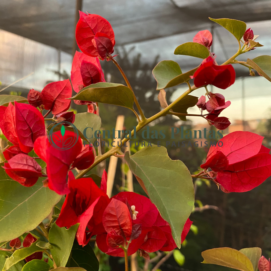 Bougainville, mudas de todas as cores - Compre na Central das Plantas