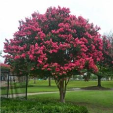Resedá - Mudas de qualidade - Compre na Central das Plantas