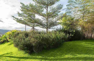 Sete Copas - Mudas de qualidade - Compre na Central das Plantas